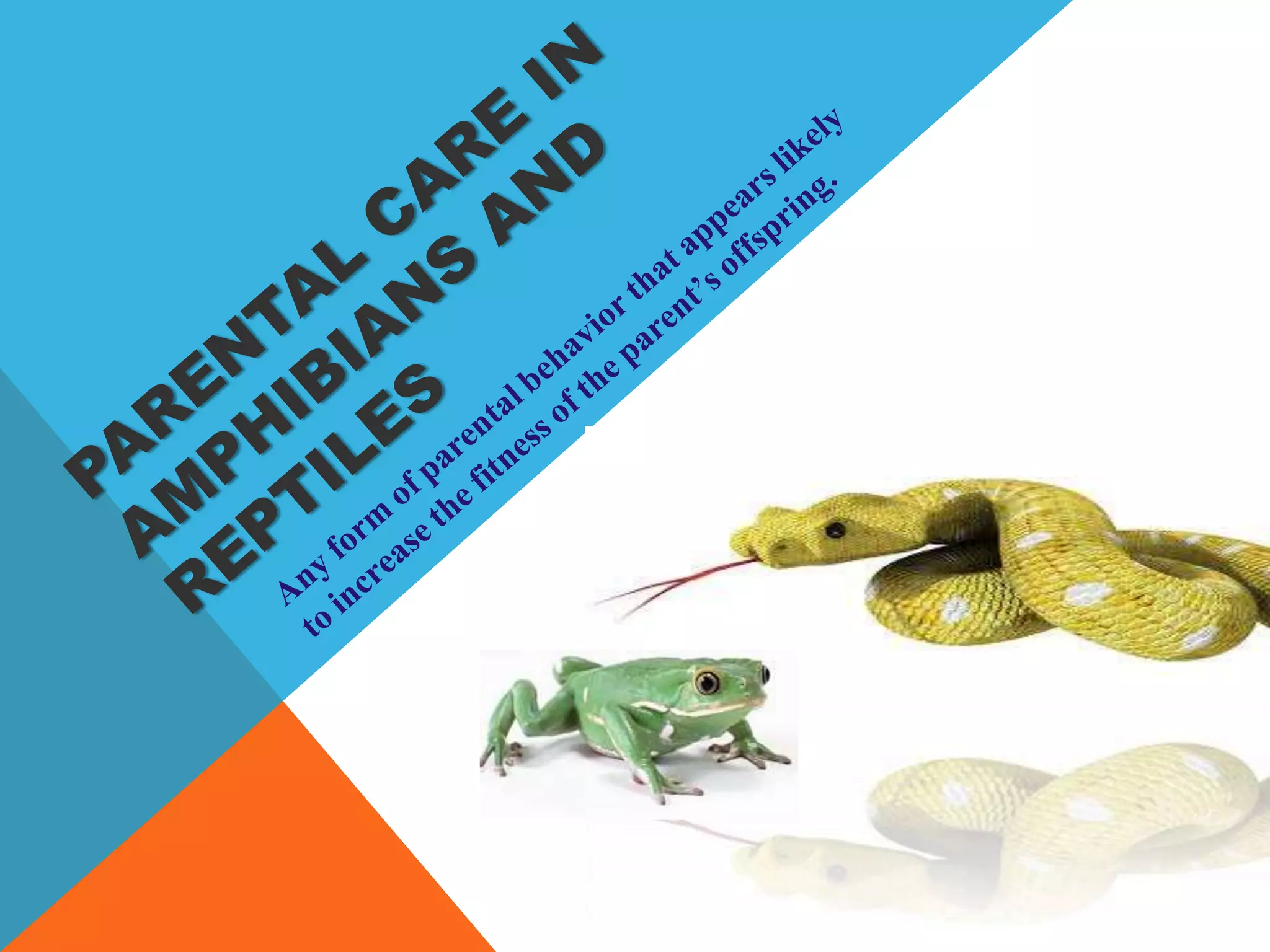 Parental care in amphibians and reptiles | PPTX