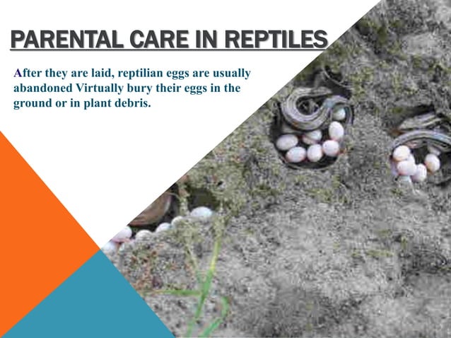 Parental care in amphibians and reptiles | PPTX