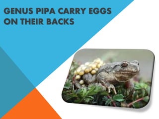 Parental care in amphibians and reptiles | PPTX