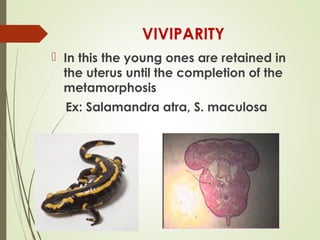 Parental care in amphibians | PPT