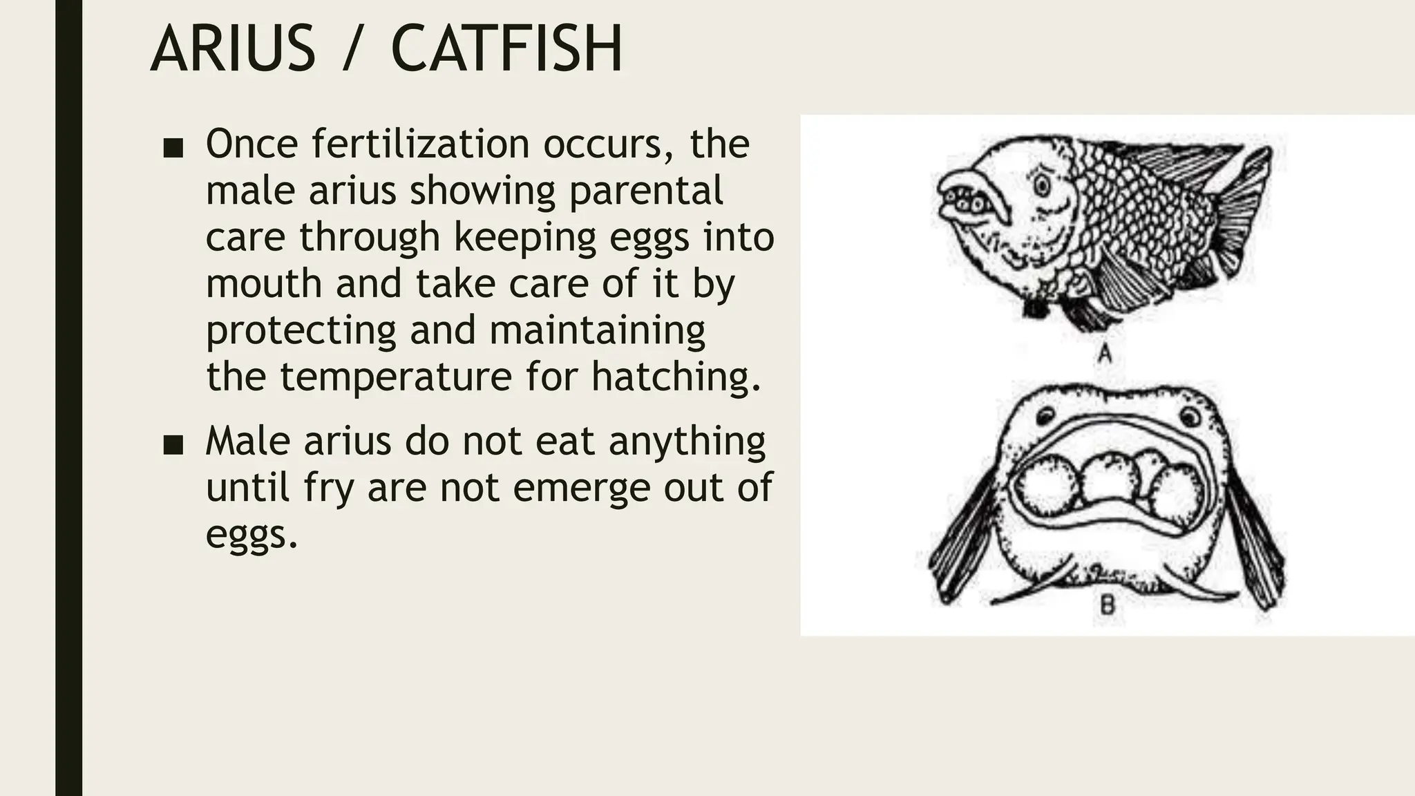 parental care in animals and their adaptation.pptx