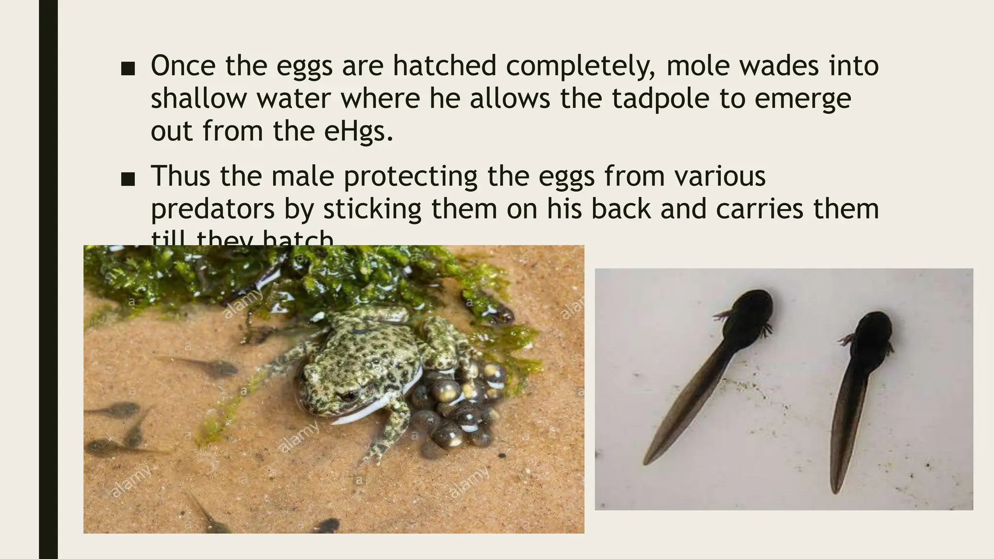 parental care in animals and their adaptation.pptx