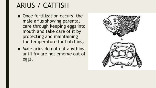 parental care in animals and their adaptation.pptx | Fish and Aquariums ...