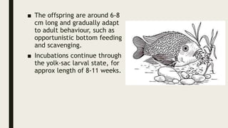 parental care in animals and their adaptation.pptx