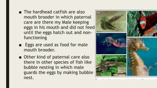 parental care in animals and their adaptation.pptx