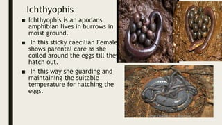 parental care in animals and their adaptation.pptx
