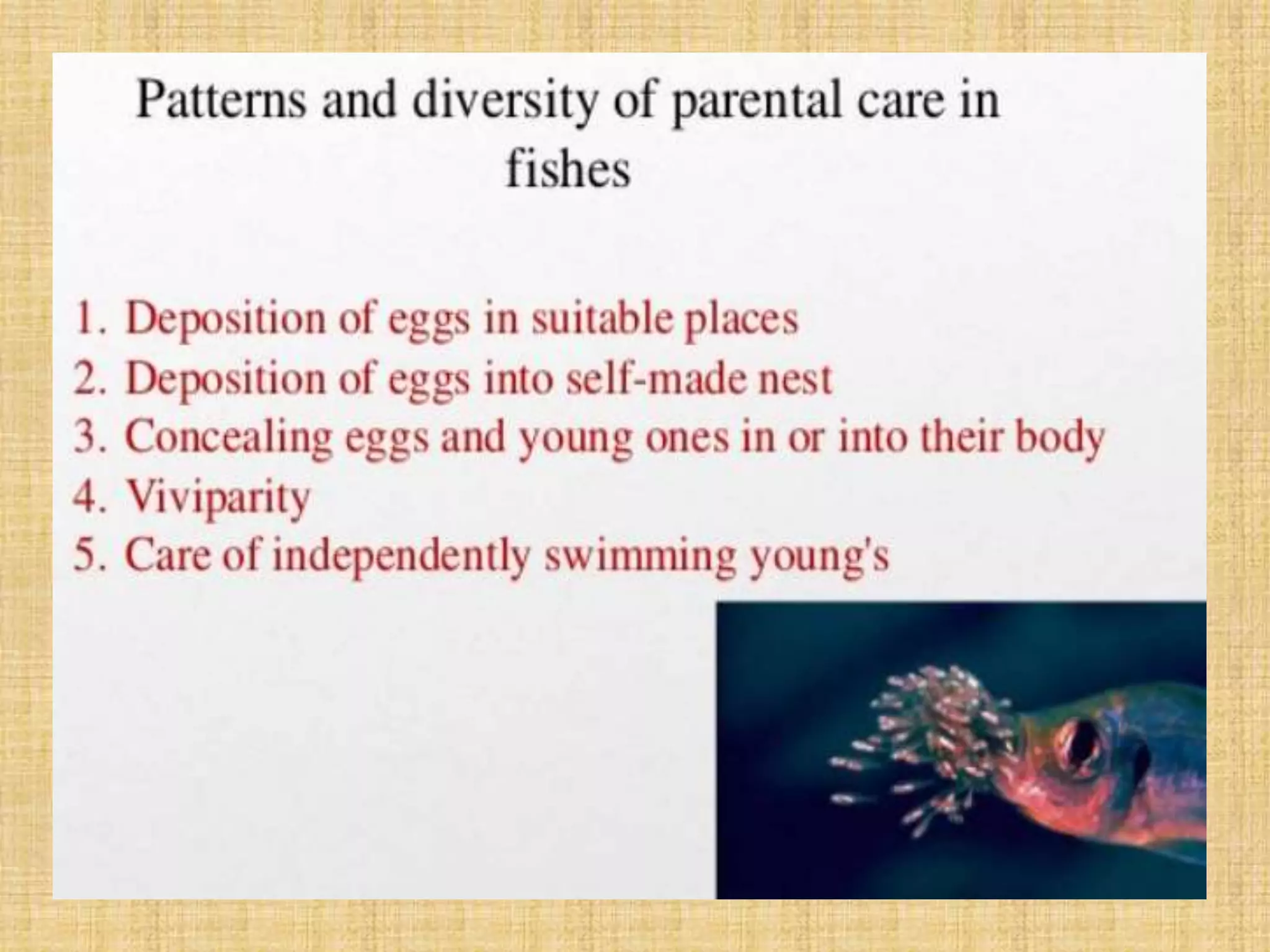 Parental care in fish | PPT