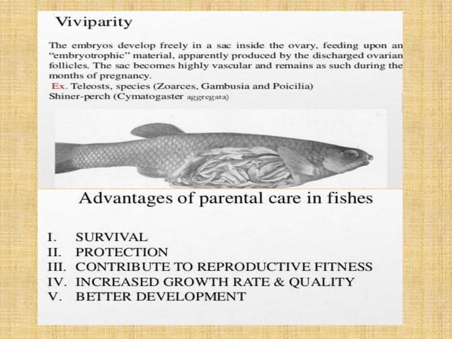 Parental care in fish | PPTX