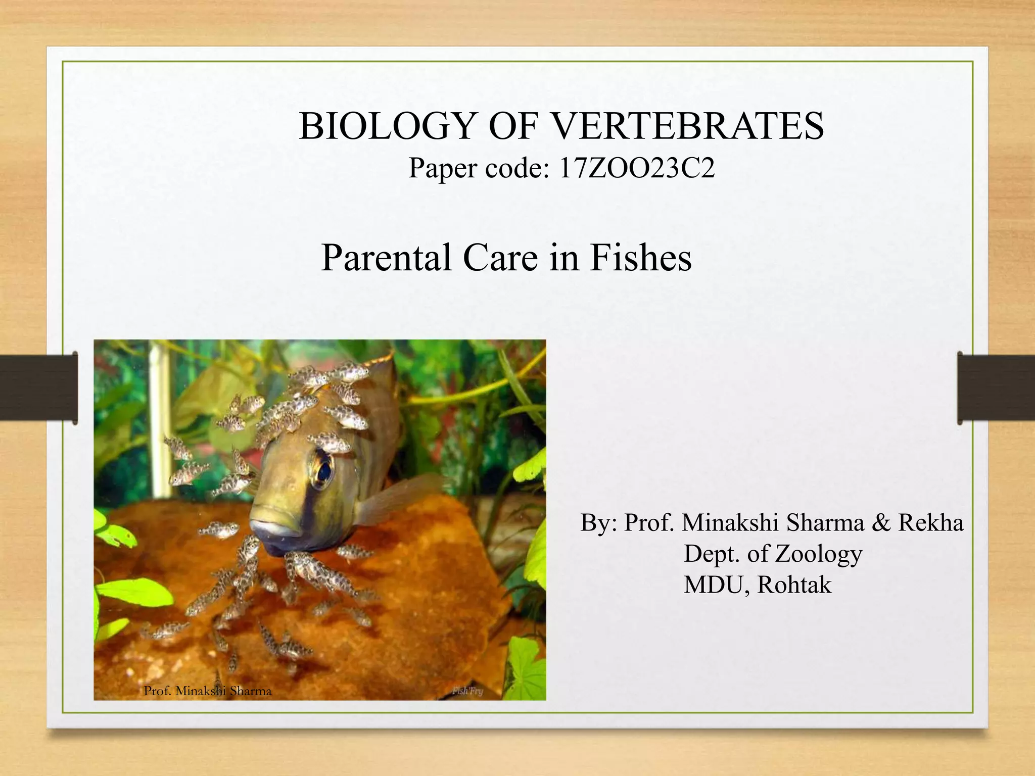 Parental care in fishes | PPTX