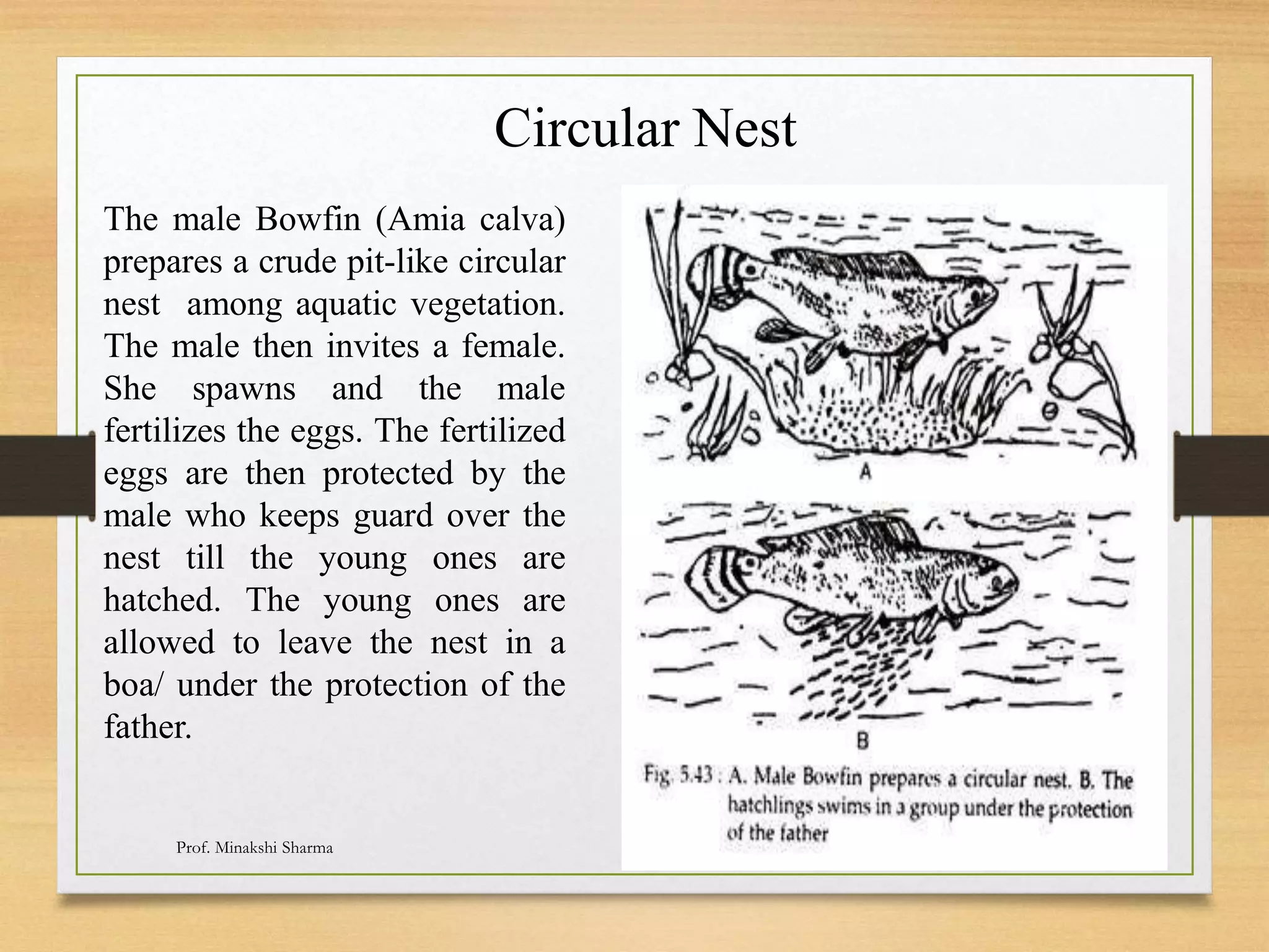 Parental care in fishes | PPTX