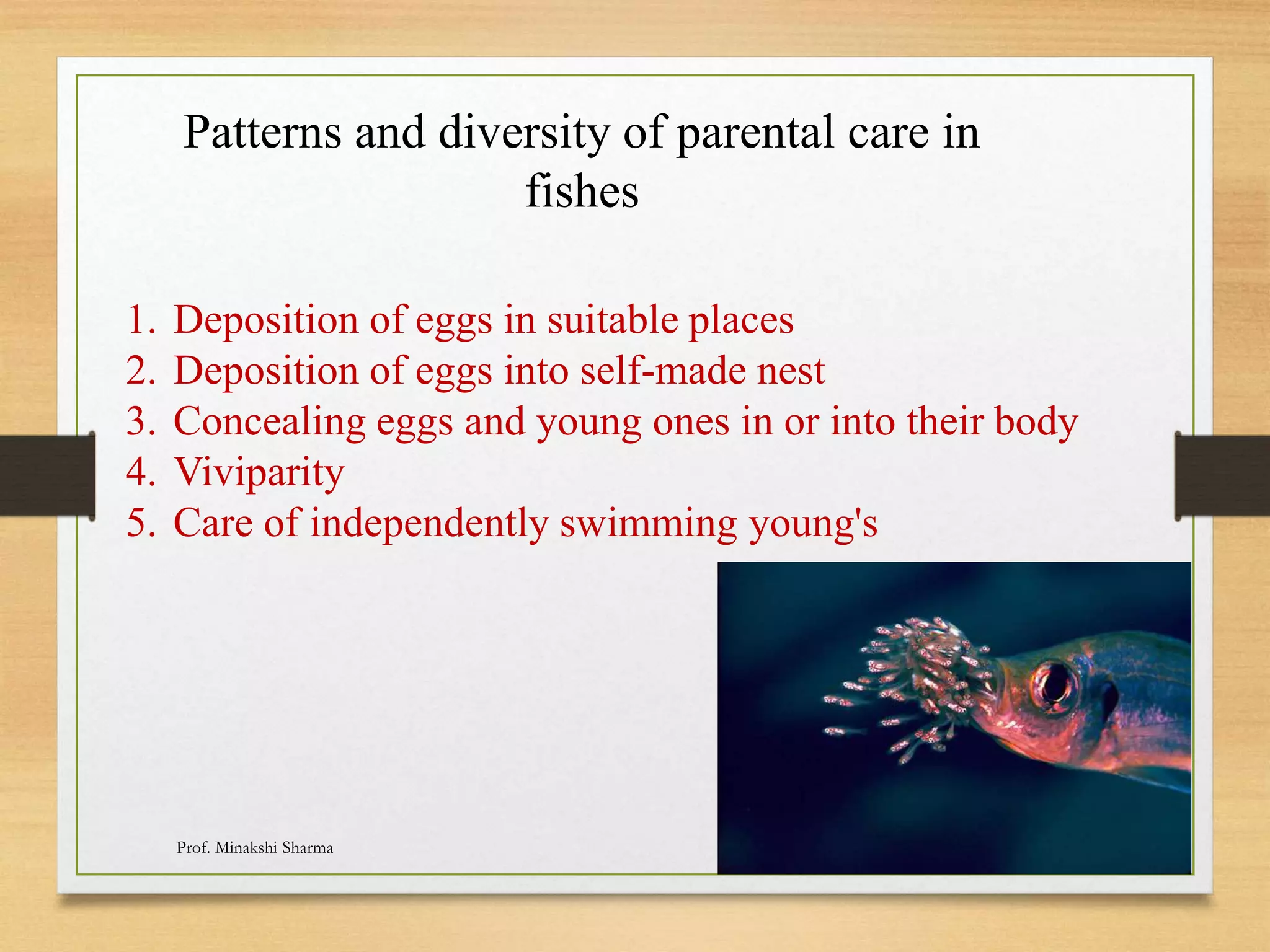 Parental care in fishes | PPTX