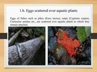 Parental care in fishes | PPTX