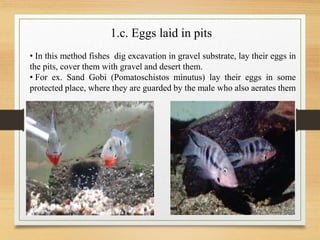 Parental care in fishes | PPTX
