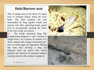 Parental care in fishes | PPTX