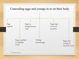Parental care in fishes | PPTX