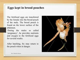 Parental care in fishes | PPTX