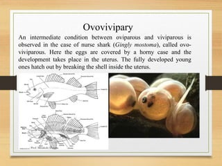 Parental care in fishes | PPTX