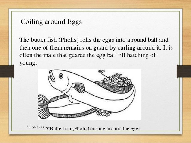 Parental care in fishes