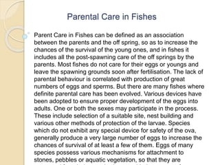 PARENTAL CARE IN FISHES.pptx for 5th sem | PPTX | Infertility ...