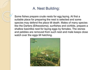 PARENTAL CARE IN FISHES.pptx for 5th sem | PPTX | Infertility ...