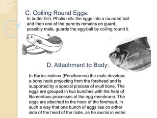 PARENTAL CARE IN FISHES.pptx for 5th sem | PPTX | Infertility ...