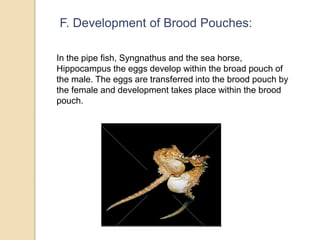 PARENTAL CARE IN FISHES.pptx for 5th sem | PPTX | Infertility ...