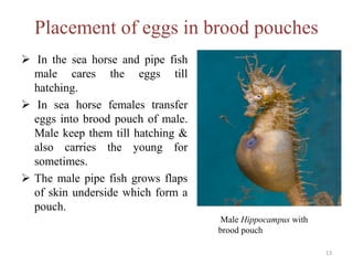 Parental care in fishes By TANZEEBA AMIN | PPTX