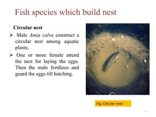 Parental care in fishes By TANZEEBA AMIN | PPTX