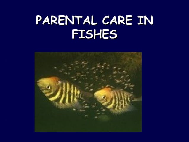 Parental c are in fishes zoology | PPT