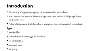 Parental care of fishes | PPTX