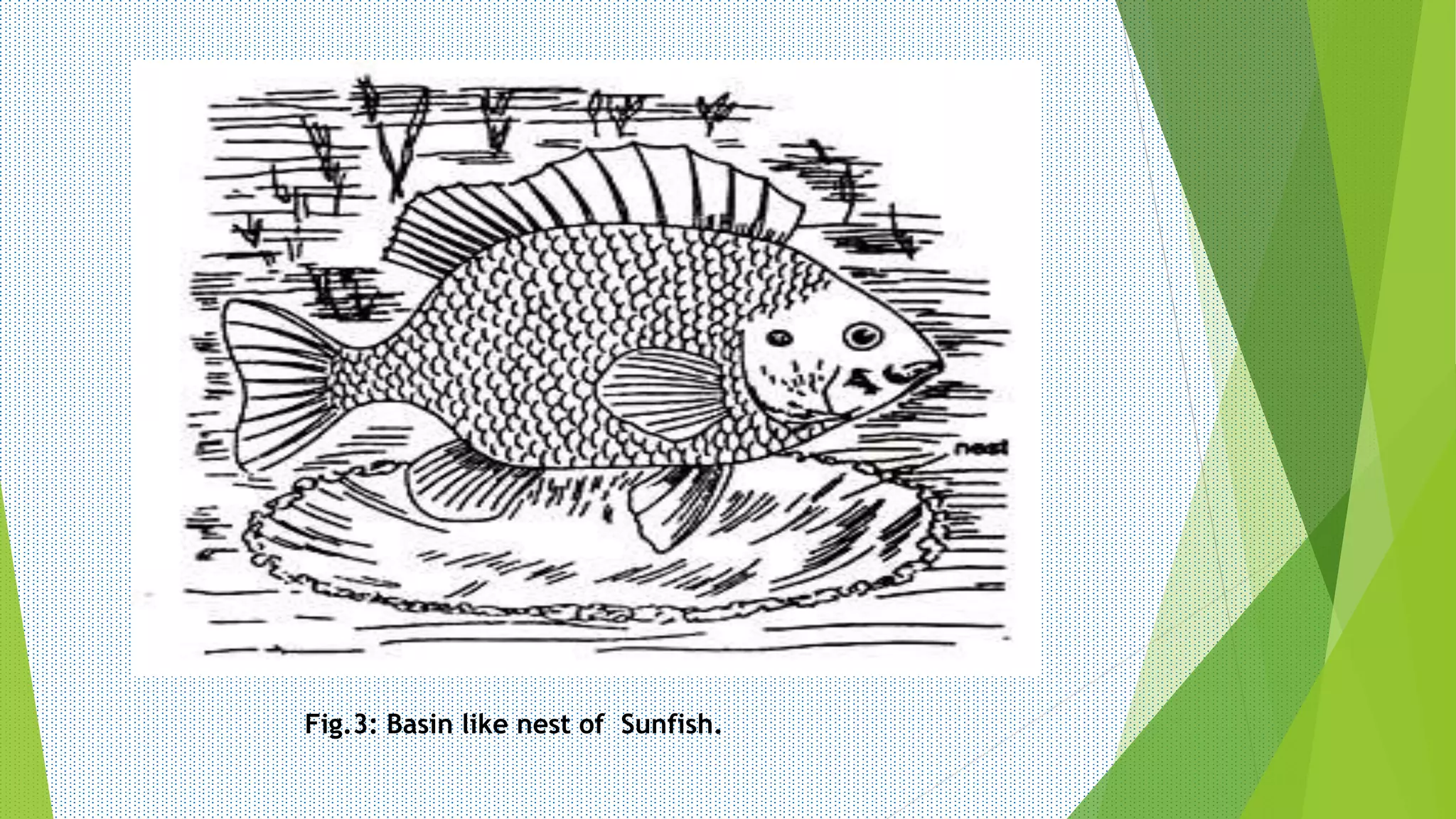 parental care of fishes.pptx | Fish and Aquariums | Pets