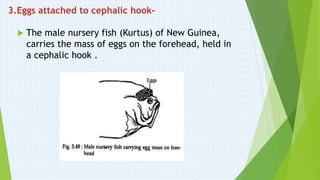 parental care of fishes.pptx | Fish and Aquariums | Pets