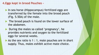 parental care of fishes.pptx | Fish and Aquariums | Pets