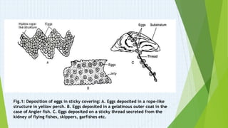 parental care of fishes.pptx | Fish and Aquariums | Pets