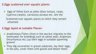 parental care of fishes.pptx | Fish and Aquariums | Pets