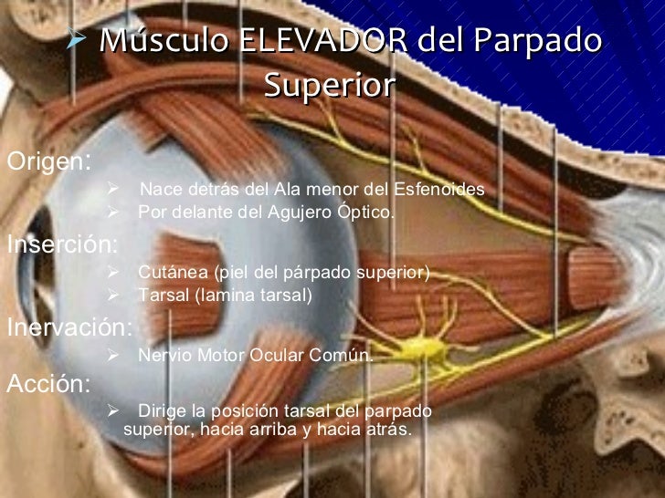 Músculos de la Órbita Ocular