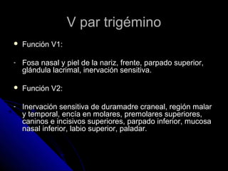 Pares craneales | PPT
