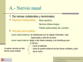 Pares craneales para odontología | PPT