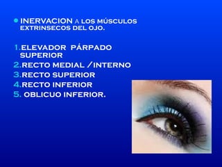 Pares craneales | PPT