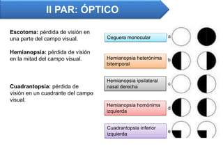 Pares craneales (NEUROLOGÍA) | PPT