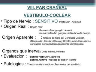 Pares craneales neuropsicologia Psicofisiologia | PPT