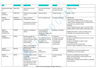 PARES CRANEALES.pdffffffffffffffffffffff | PDF