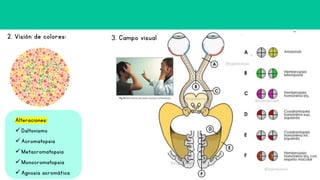 PARES_CRANEALEs definicion y semiología de cada uno | PDF