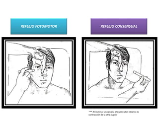 PARES CRANEALES NEUROANATOMIA Y CARACTERISTICAS.pptx