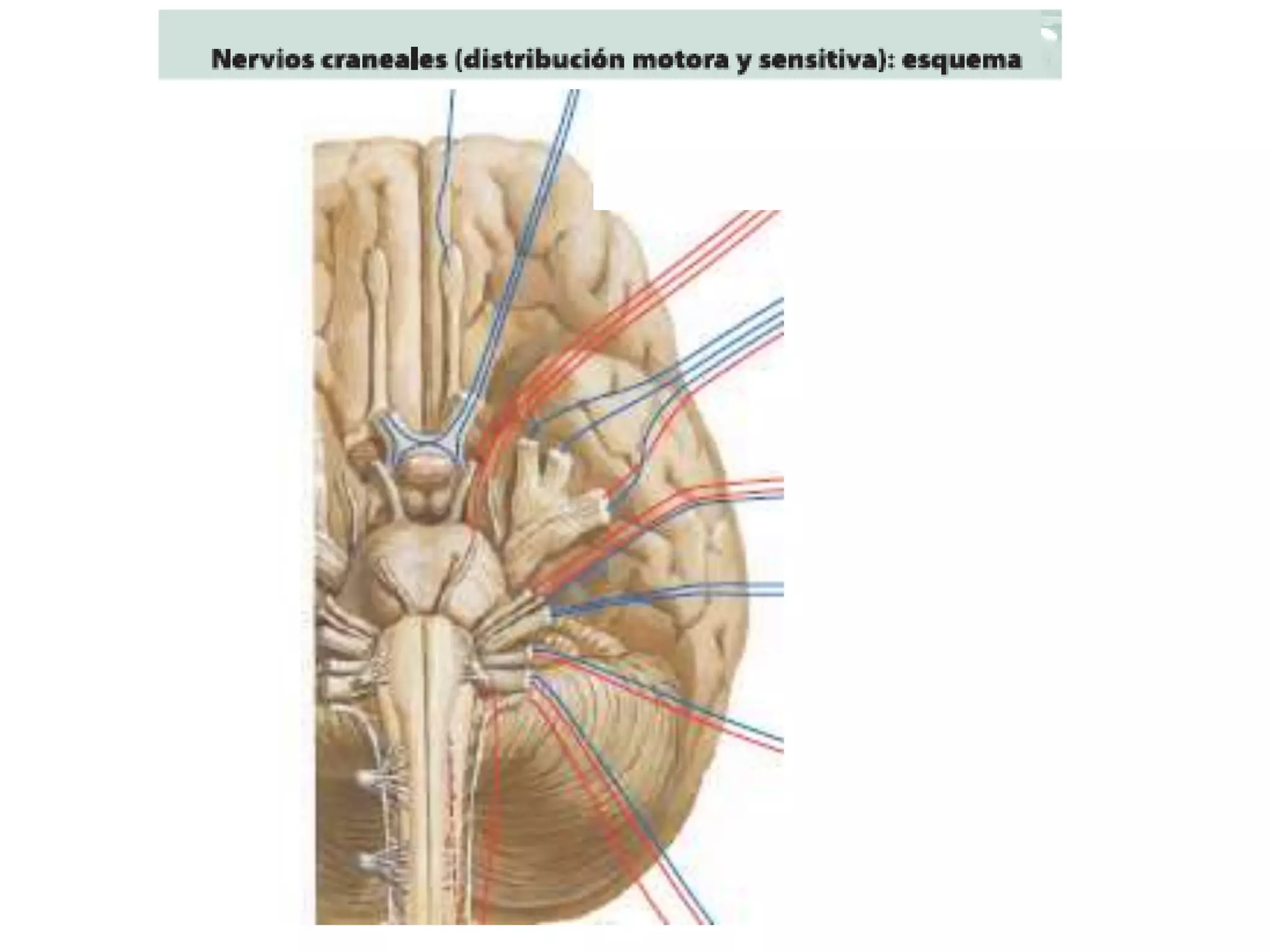 DIAPOSITIVAS - PARES CRANEALES - IMAGENES SIN SEÑALAR DEL NETTER | PPTX ...