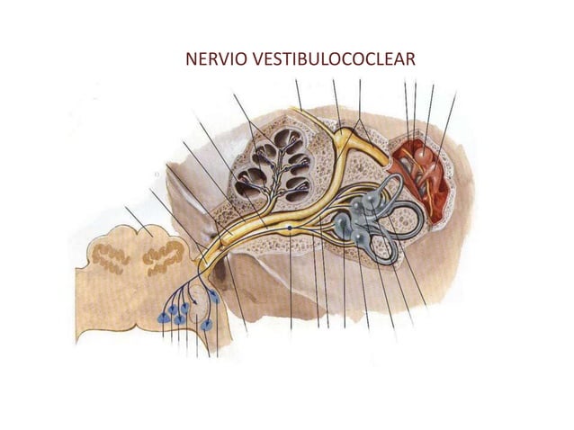 DIAPOSITIVAS - PARES CRANEALES - IMAGENES SIN SEÑALAR DEL NETTER
