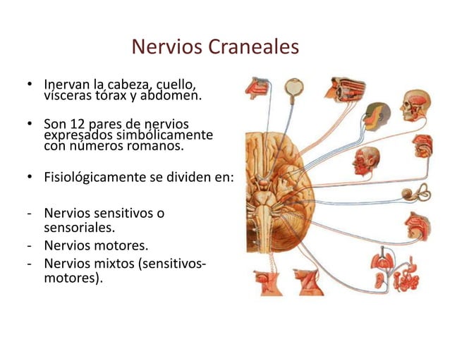 DIAPOSITIVAS - PARES CRANEALES - IMAGENES SIN SEÑALAR DEL NETTER