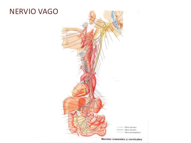 DIAPOSITIVAS - PARES CRANEALES - IMAGENES SIN SEÑALAR DEL NETTER