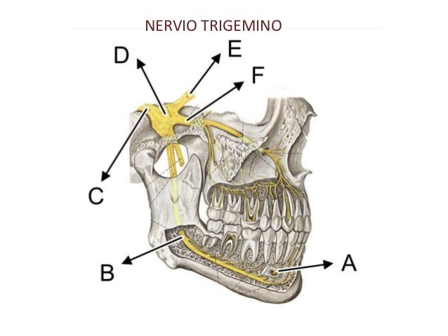 DIAPOSITIVAS - PARES CRANEALES - IMAGENES SIN SEÑALAR DEL NETTER