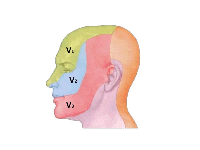 DIAPOSITIVAS - PARES CRANEALES - IMAGENES SIN SEÑALAR DEL NETTER